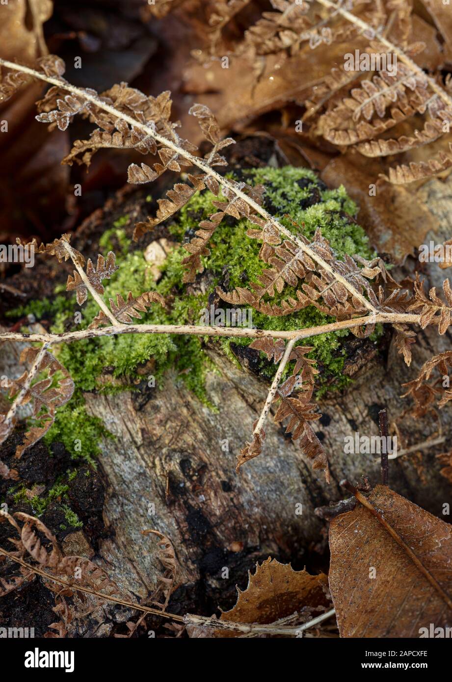 Dying fern fronze and section of tree on forest floor during winter in ...