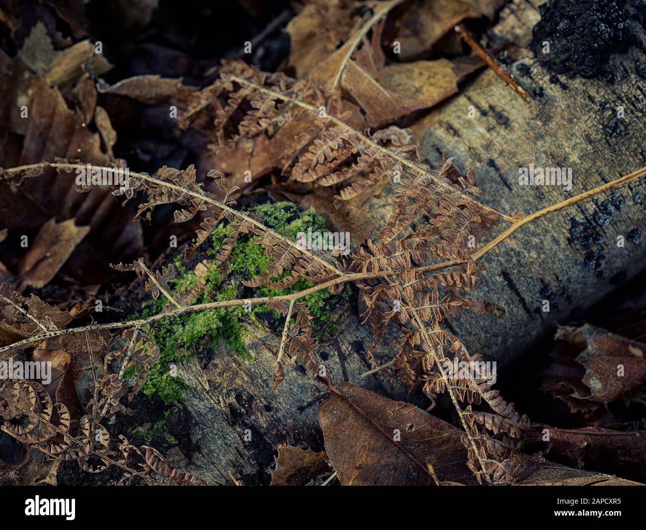 Dying fern fronze and section of tree on forest floor during winter in ...
