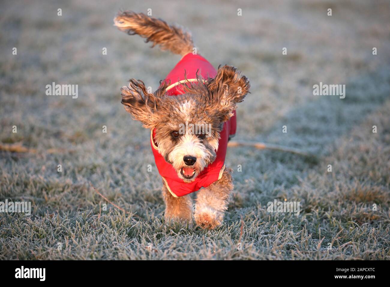 Peterborough, UK. 21st Jan, 2020. It's a frosty start to the day as ...