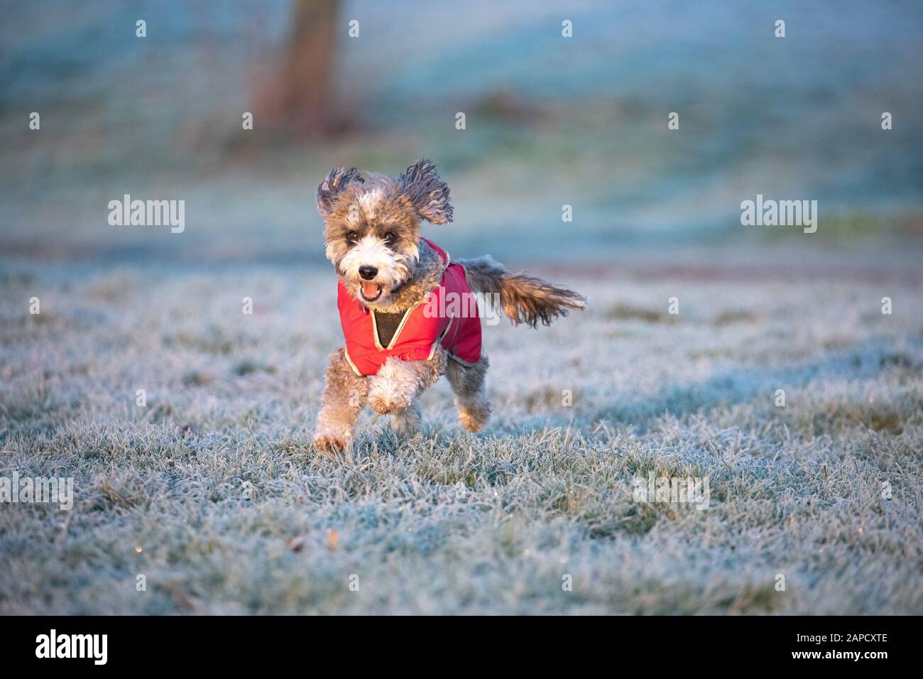 Peterborough, UK. 21st Jan, 2020. It's a frosty start to the day as ...