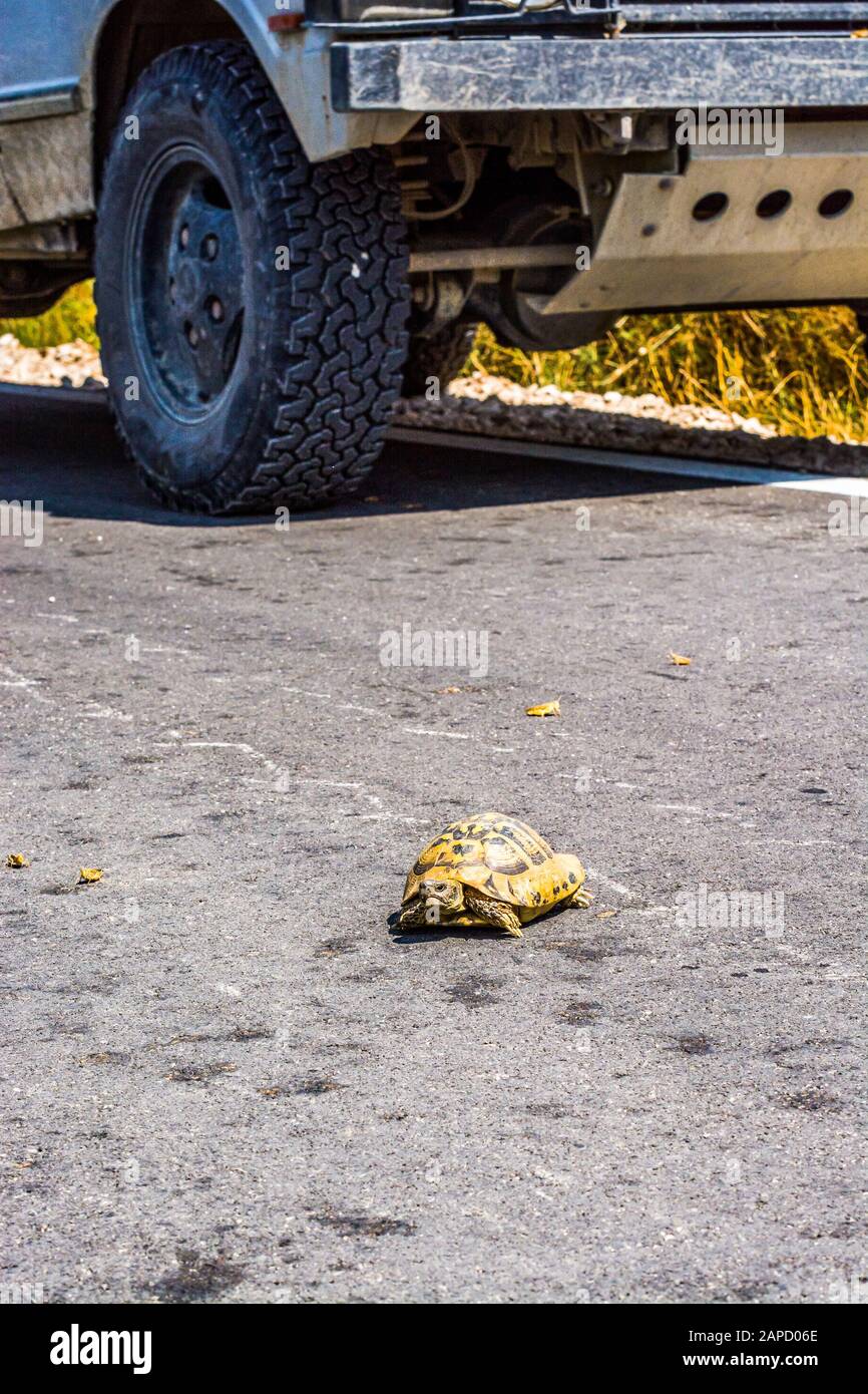 Car stopped before the crash with turtle walking on the road Stock ...