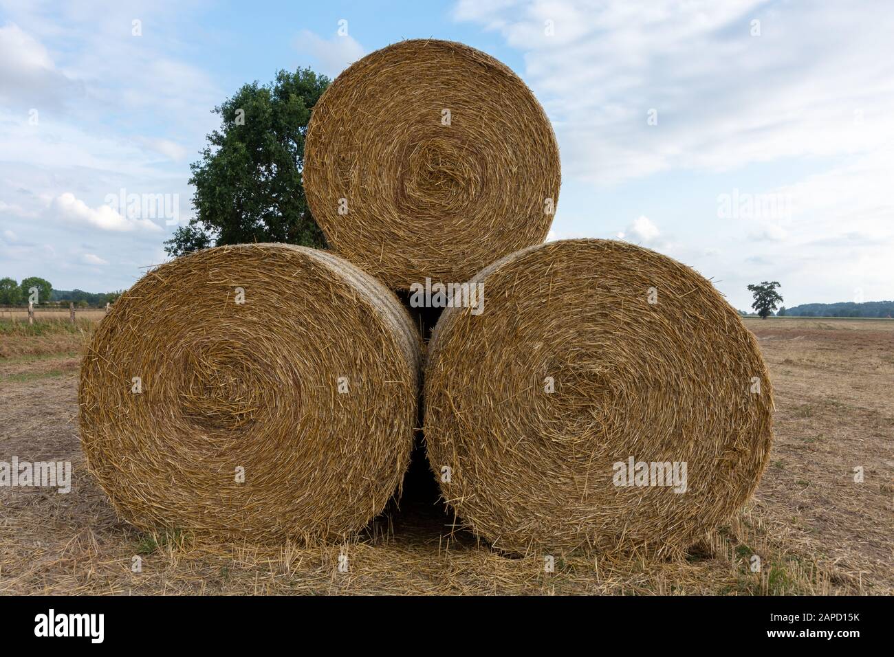 Stack of round bales of straw on a stubble field in the Wesermarsch ...