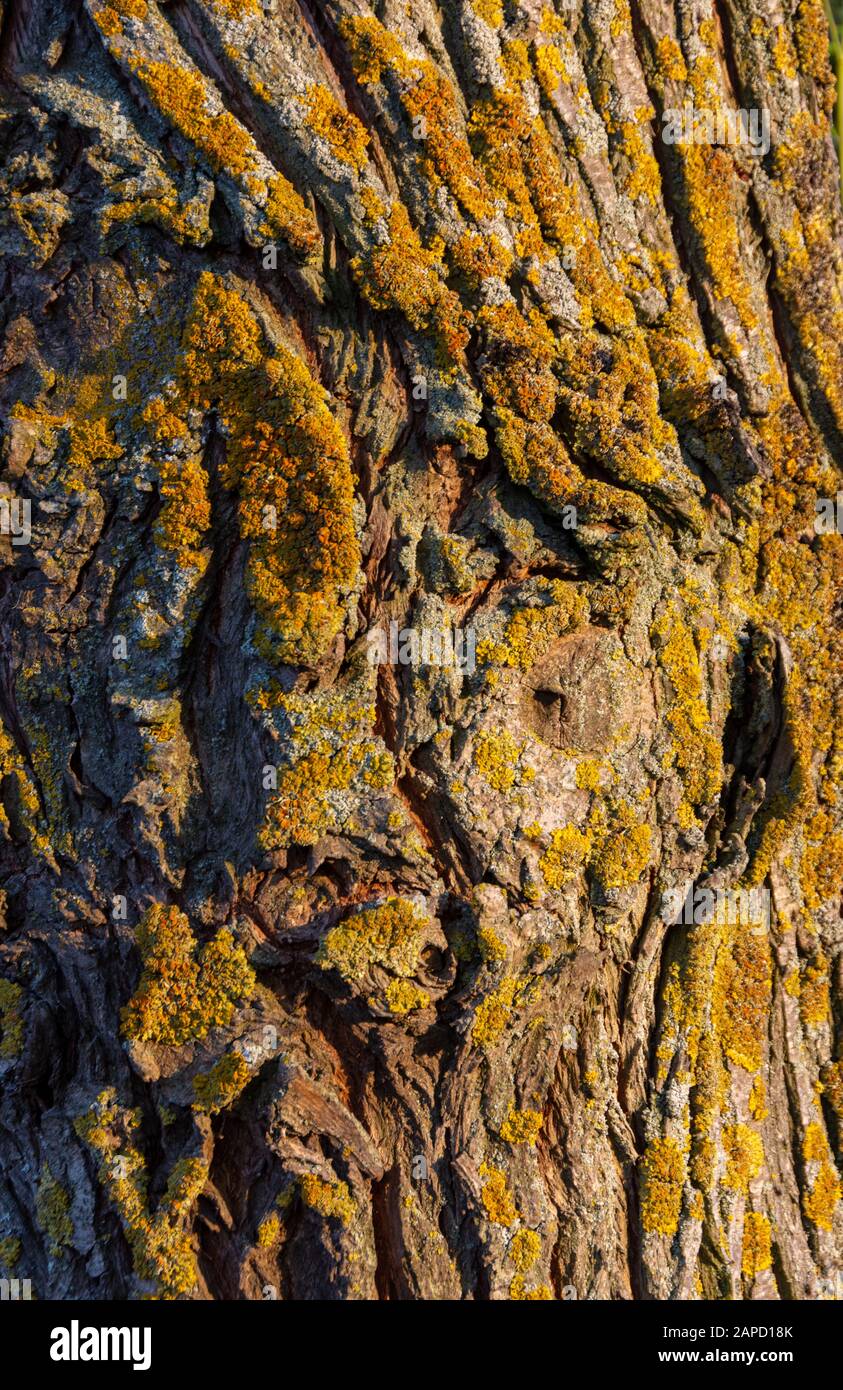 Tree trunk of a white willow, Salix alba, with moss and lichen in ...