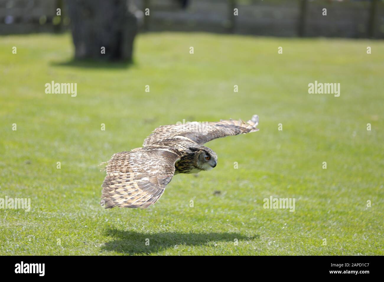 Flying skills hi-res stock photography and images - Alamy