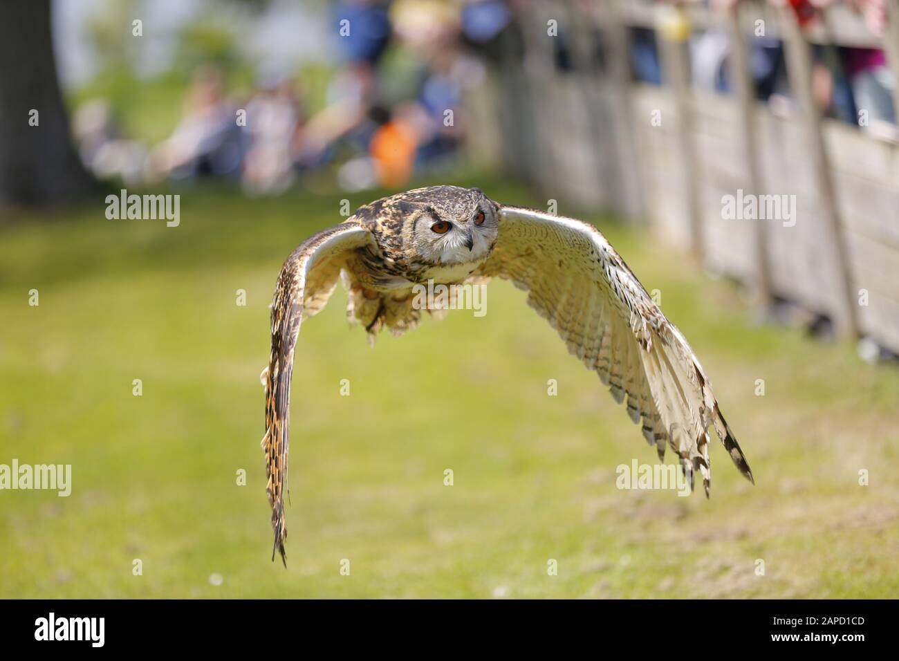 Beautiful Owl showing flying skills to spectators Stock Photo - Alamy