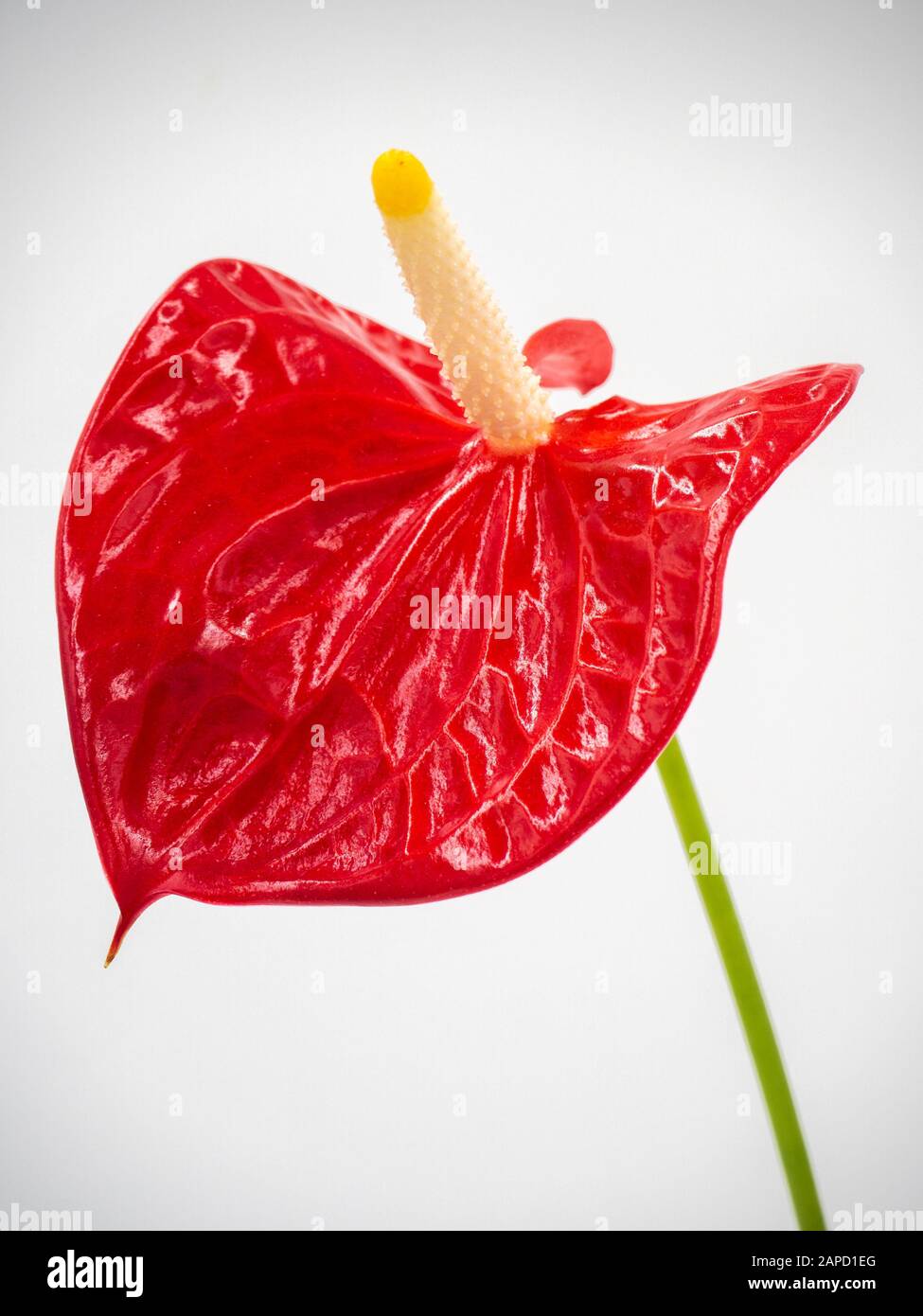 Red Anthurium flower (Laceleaf) isolated on white background Stock ...