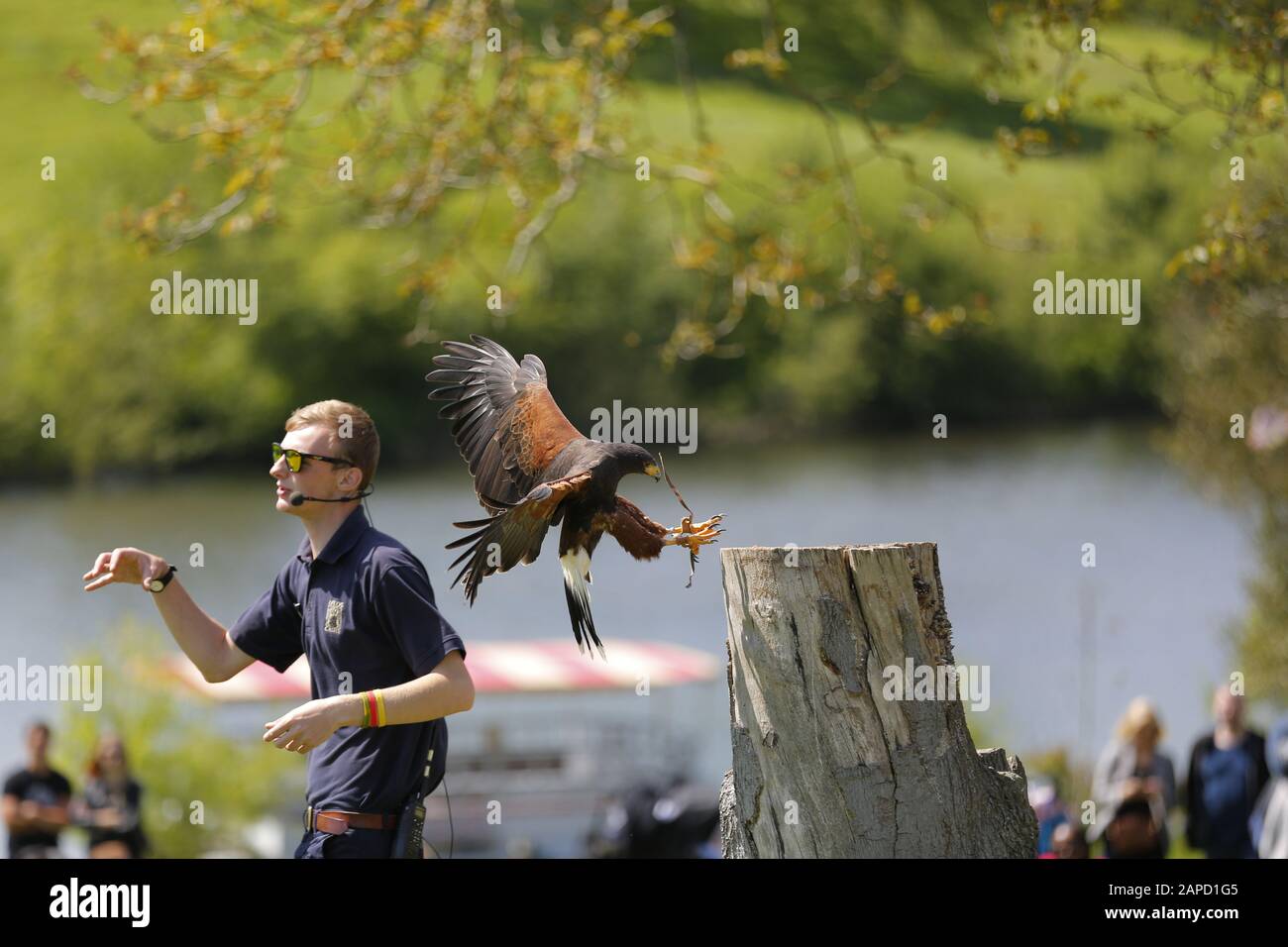 Harris hawk wild uk hi-res stock photography and images - Alamy