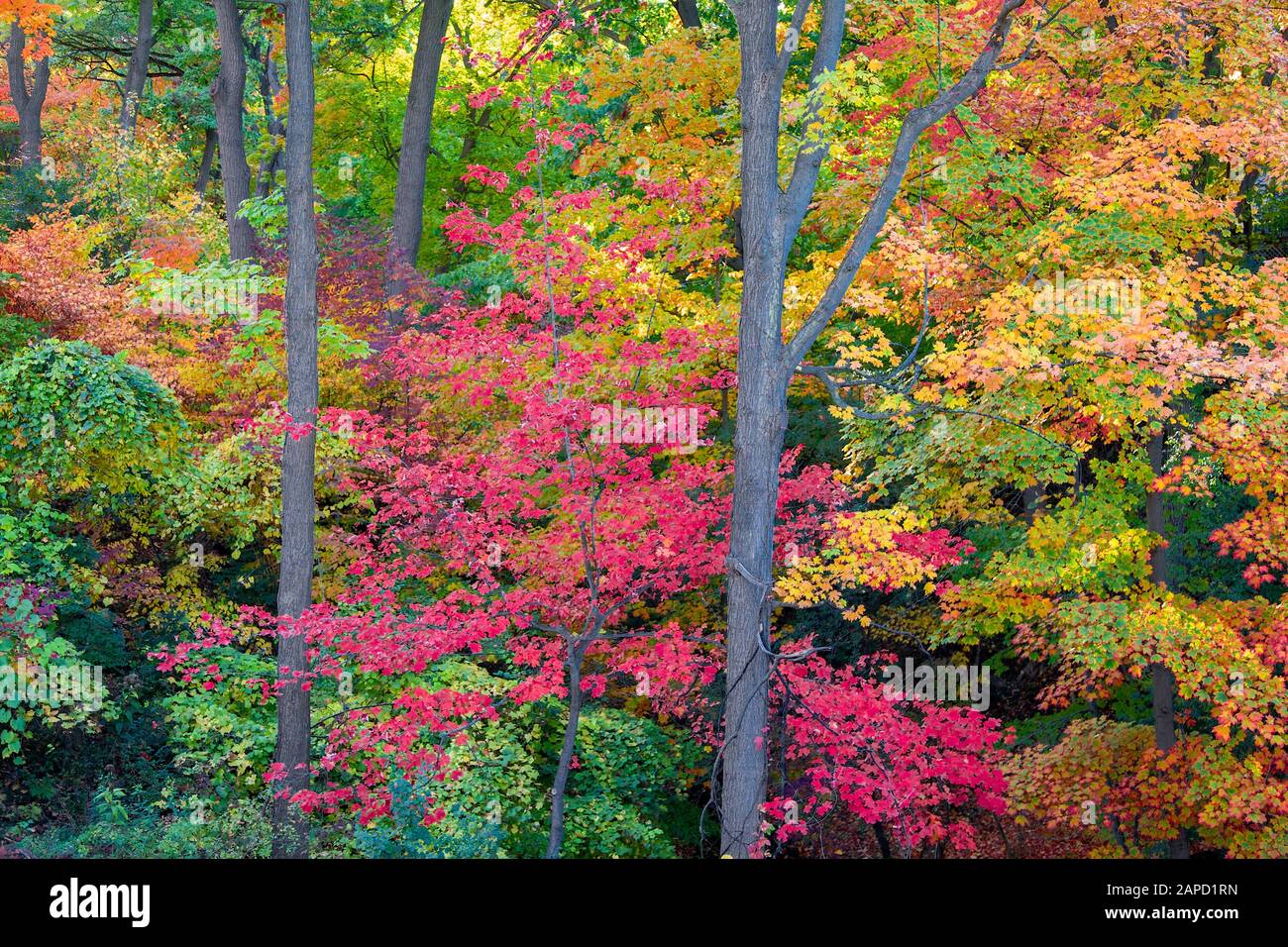 Beautiful chicago autumn colors hi-res stock photography and images - Alamy