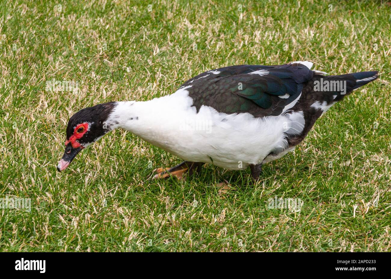 Richmond, Tasmania, Australia - December 13, 2009: Closeup of male ...