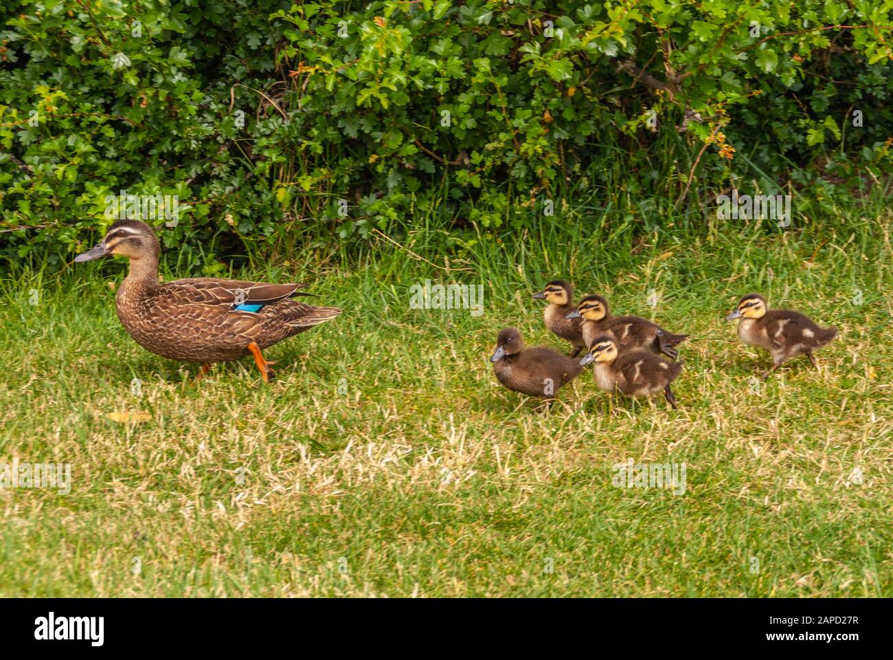 5 chicks hi-res stock photography and images - Alamy