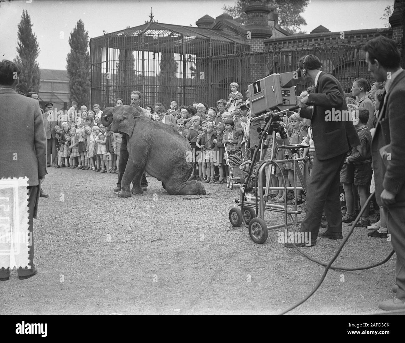 The animals in Artis for television Date: September 7, 1955 Keywords ...