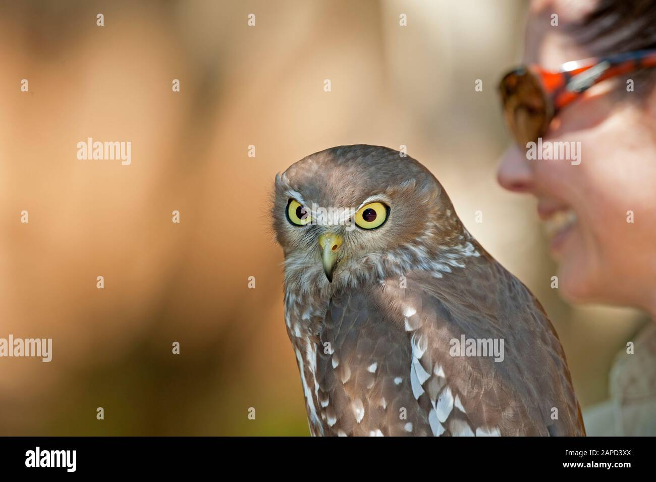 Barking Owl (Ninox connivens), Lone Pine Koala Sanctuary, Brisbane ...