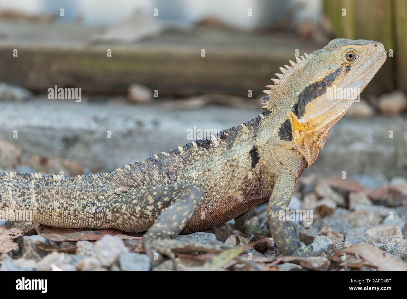 Australian eastern water dragon lizard photo hi-res stock photography ...