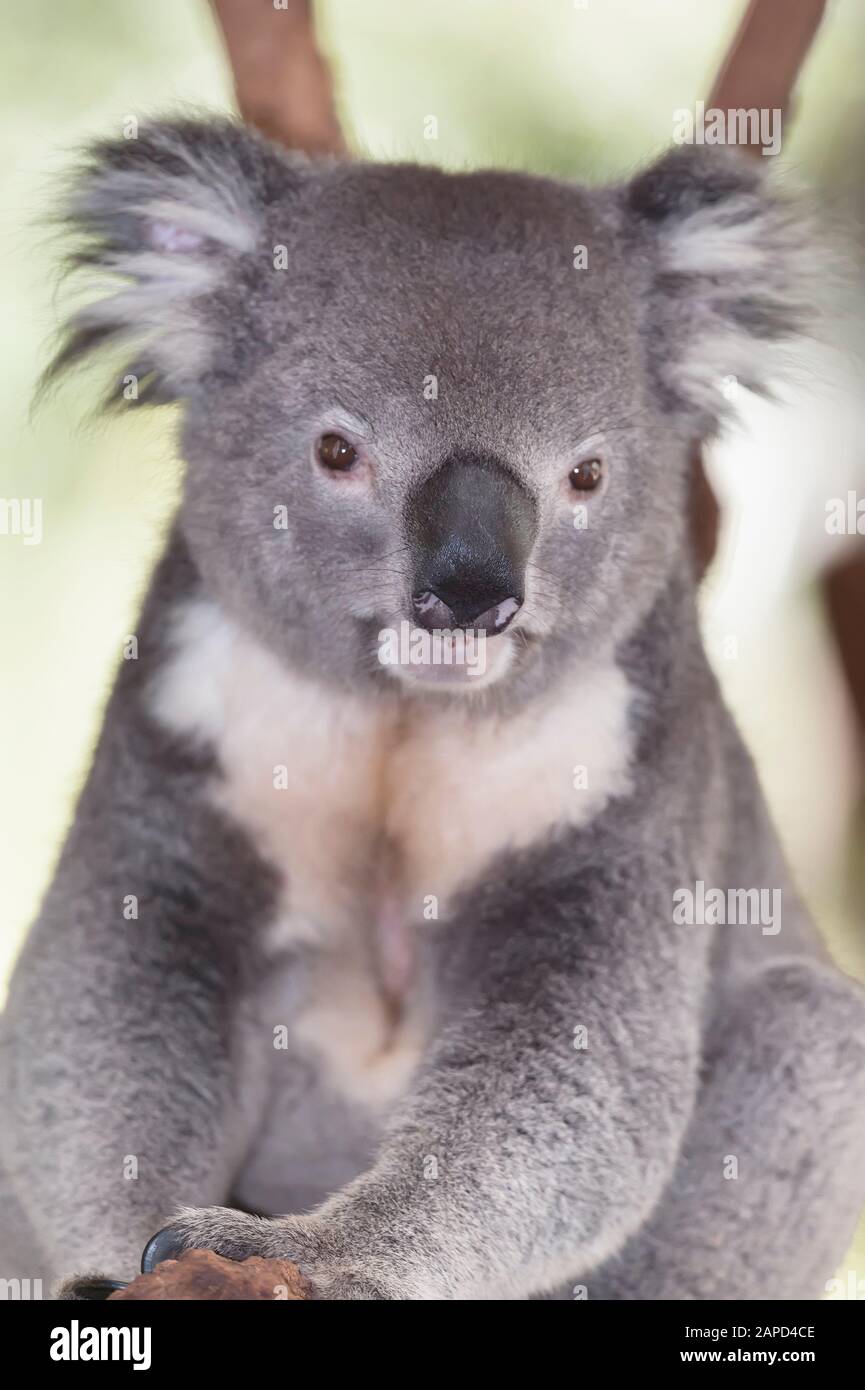 Koala On Eucalyptus Tree High Resolution Stock Photography and Images ...