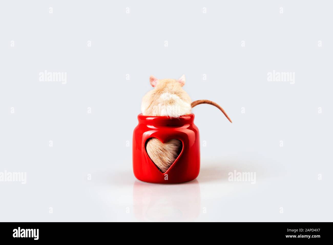 A light beige rat sitting in a red candlestick with a heart-shaped ...