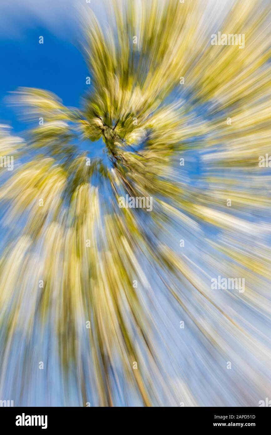 Abstract of a Spring Tree in Bloom. In-Camera Effect Stock Photo - Alamy