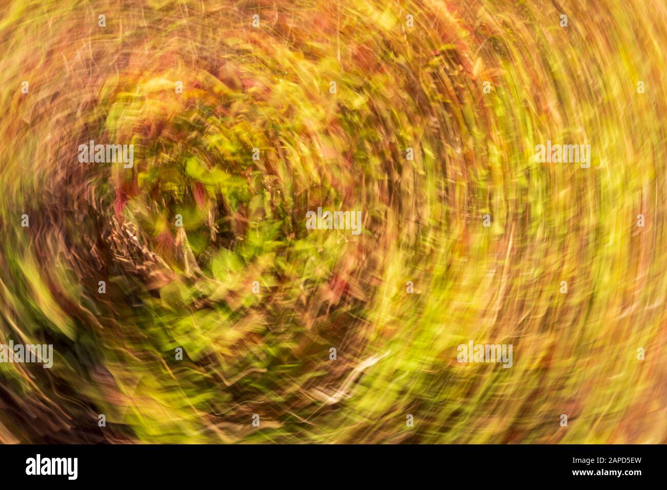 Abstract of a Spring Tree in Bloom. In-Camera Effect Stock Photo - Alamy