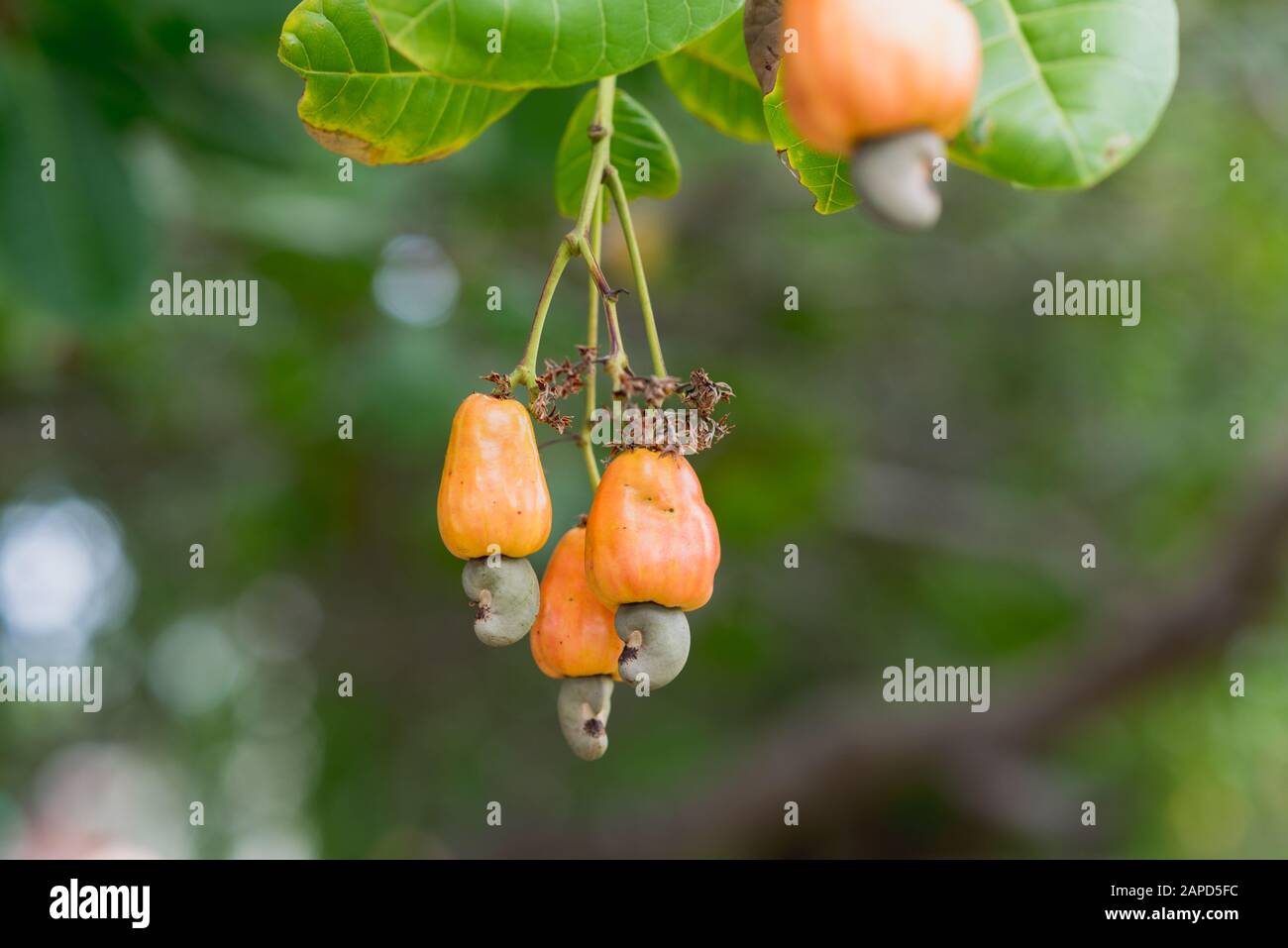 Ripe cashew nuts (Anacardium occidentale) grow on a tree branch in the ...