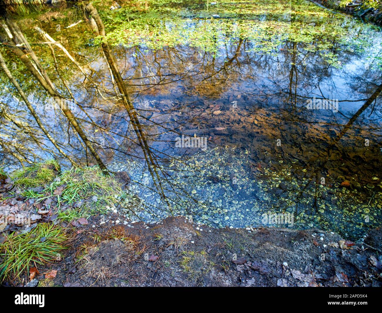 Landscape of woodland pond and trees in winter, Surrey, England, United ...