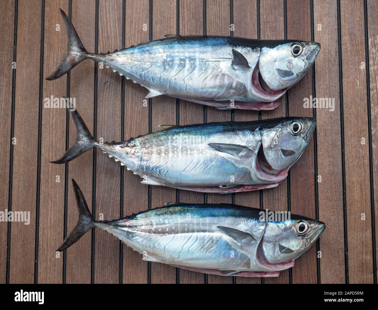 Three fresh little tunny lying on wooden yacht deck Stock Photo - Alamy