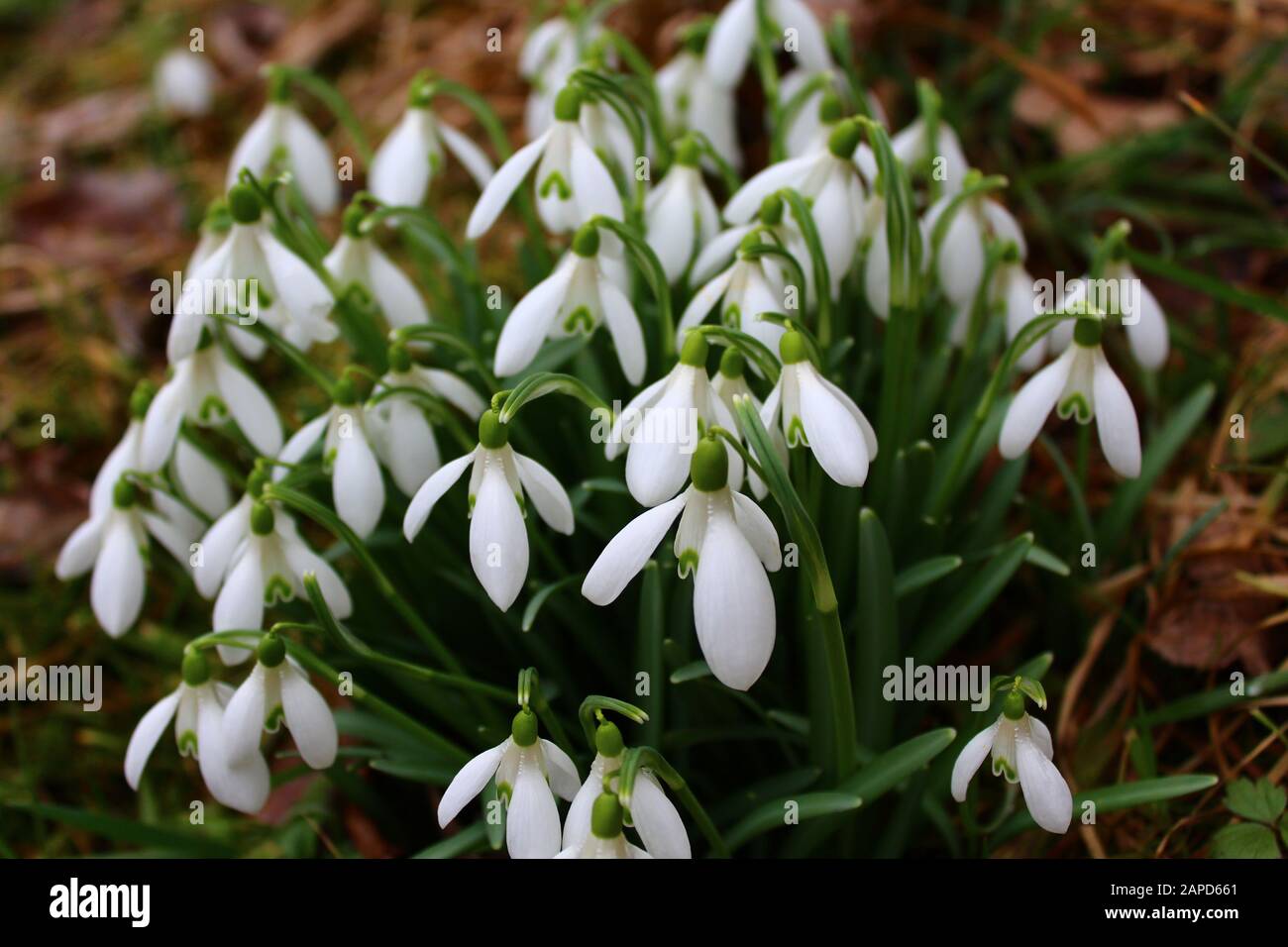 The picture shows snowdrops in the february Stock Photo - Alamy