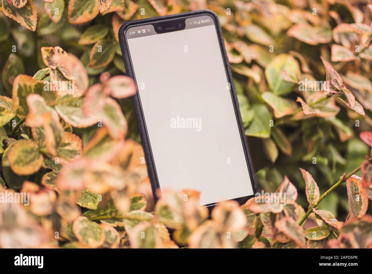 Blank phone screen in earthy bush product photo Stock Photo - Alamy