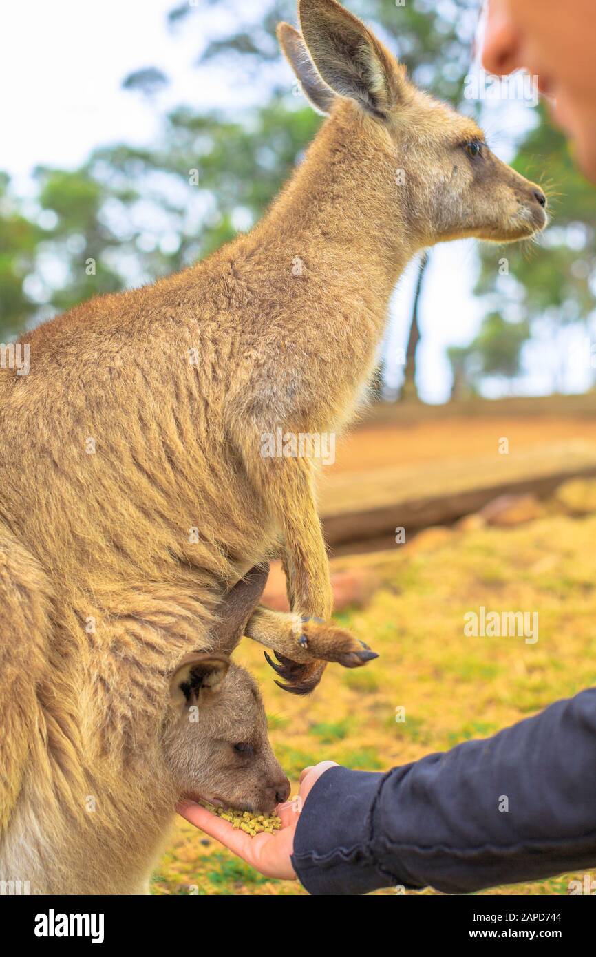 Red kangaroo eating hi-res stock photography and images - Alamy