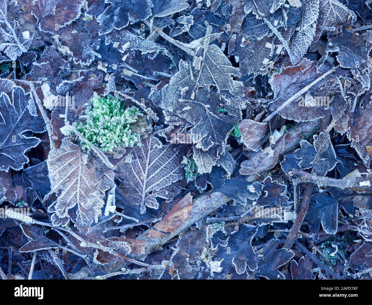 Frost blight hi-res stock photography and images - Alamy