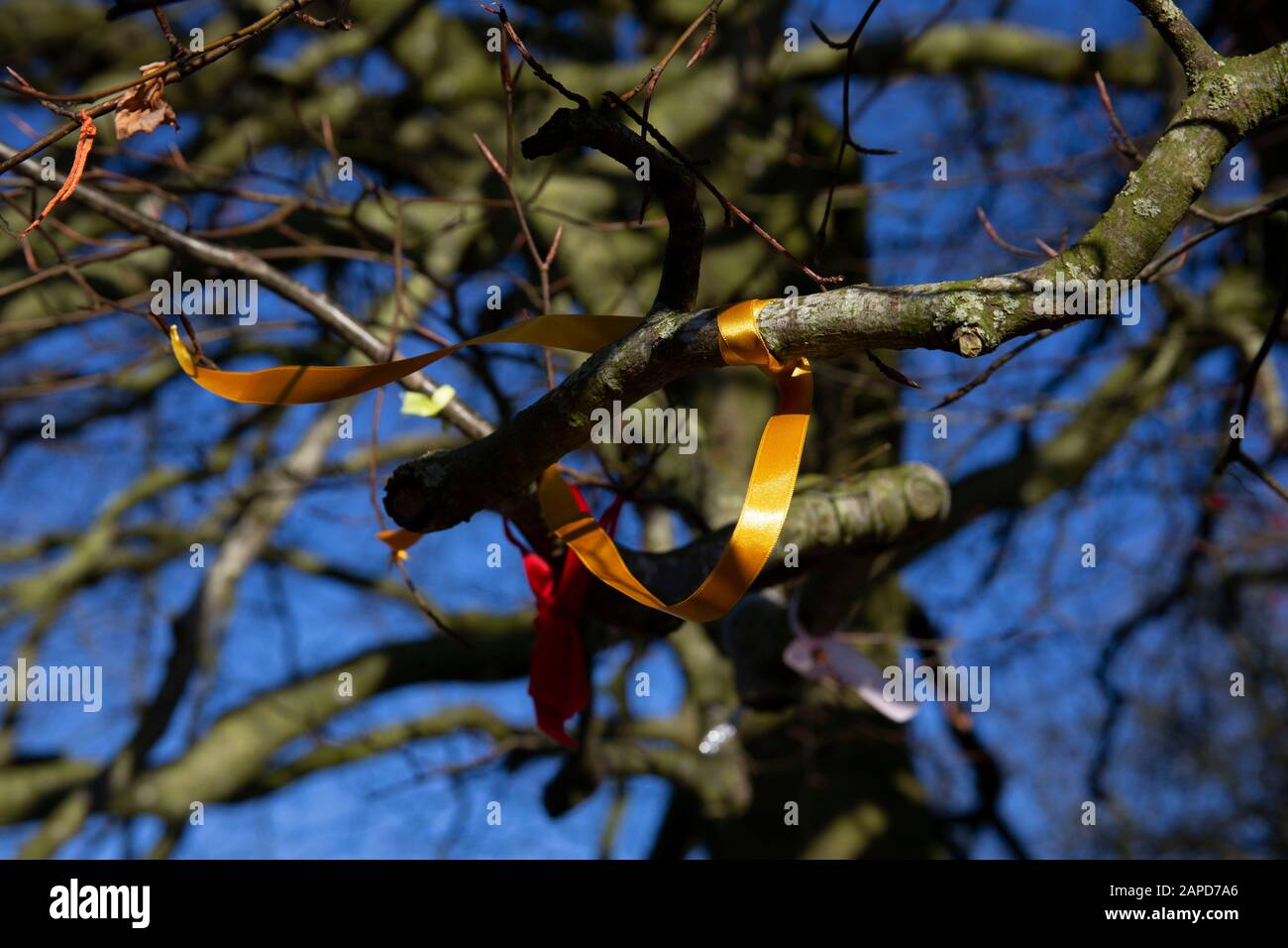 The Tree of Life, magic tree at Avebury, Wiltshire Stock Photo - Alamy