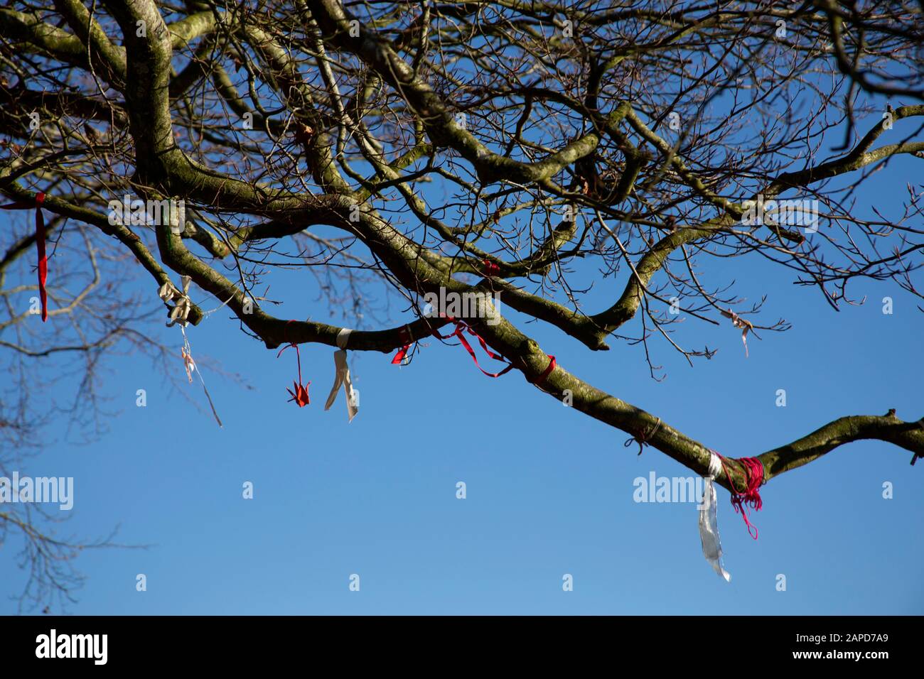 The Tree of Life, magic tree at Avebury, Wiltshire Stock Photo - Alamy
