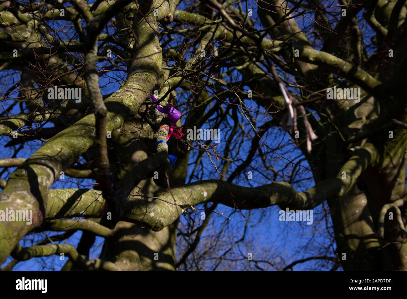 The Tree of Life, magic tree at Avebury, Wiltshire Stock Photo - Alamy