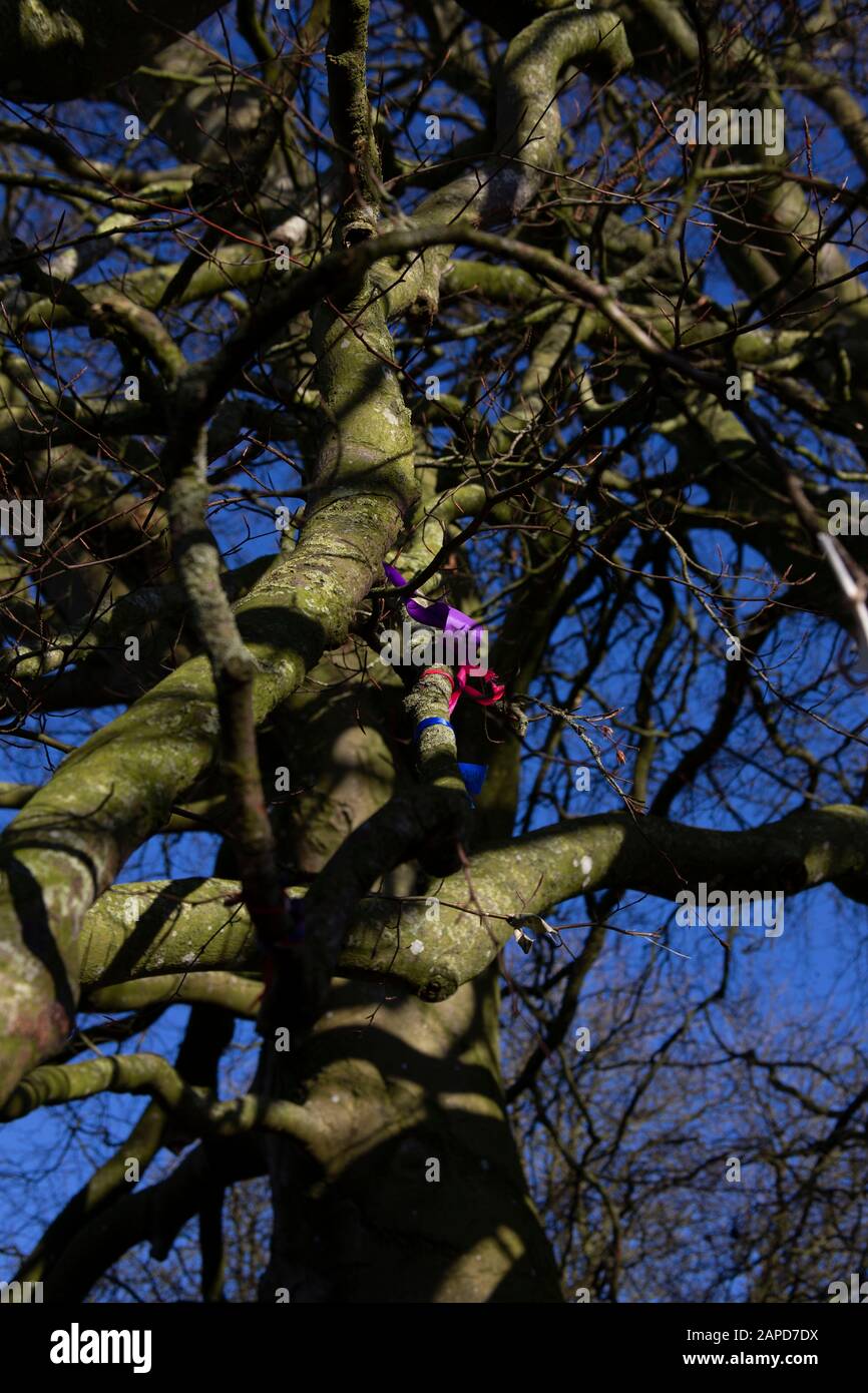 Avebury ribbon tree hi-res stock photography and images - Alamy