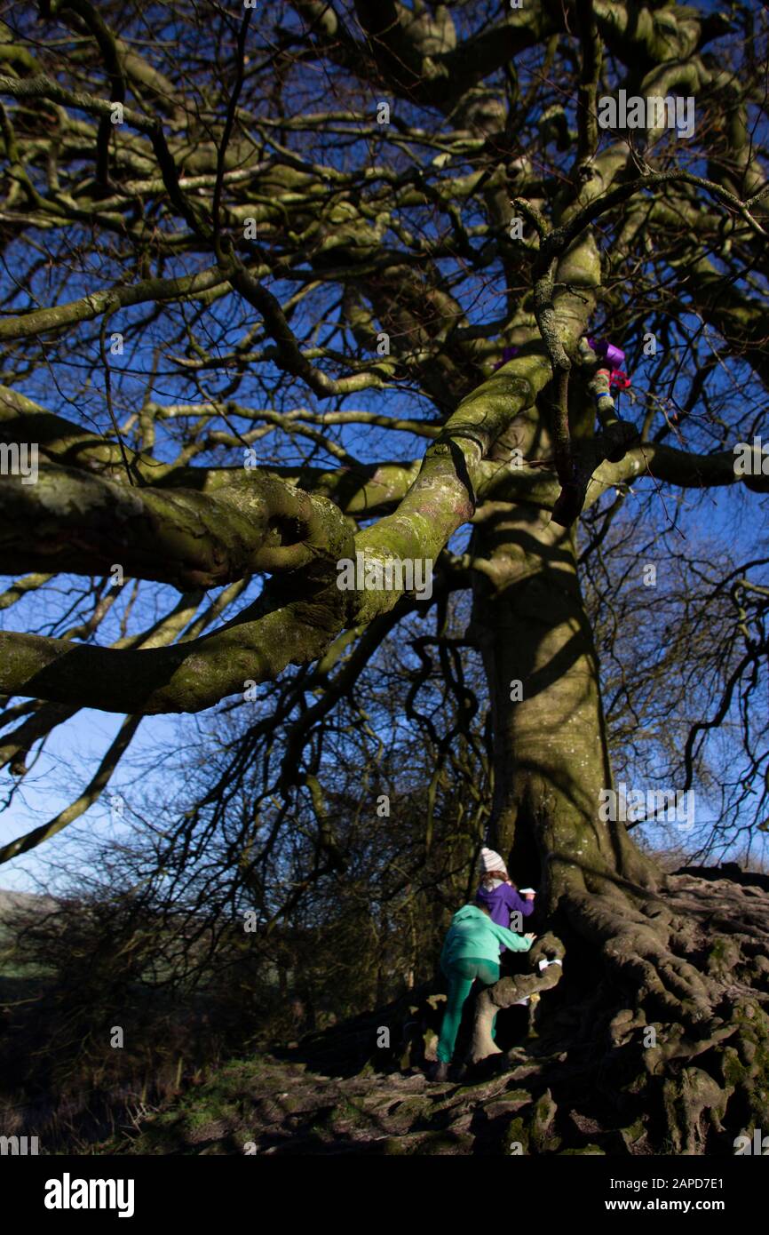 The Tree of Life, magic tree at Avebury, Wiltshire Stock Photo - Alamy