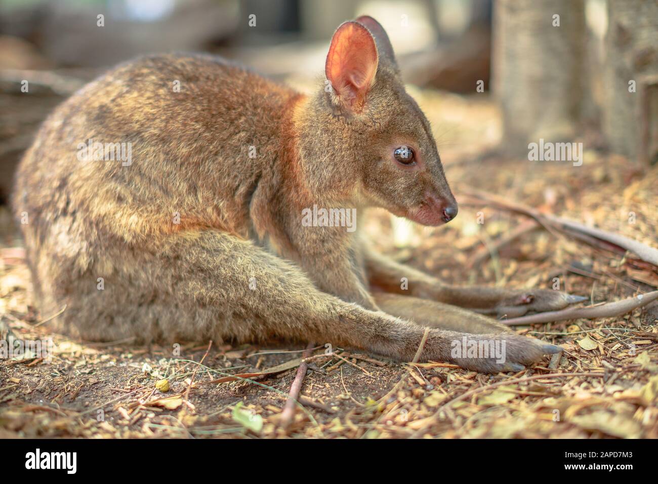 Side view of wallaby sitting on the ground outdoors Stock Photo - Alamy