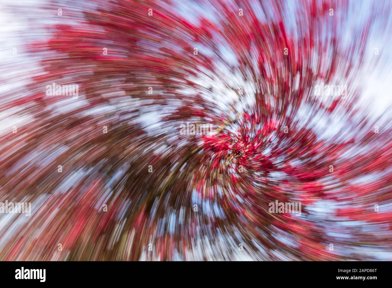 Abstract of a Spring Tree in Bloom. In-Camera Effect Stock Photo - Alamy