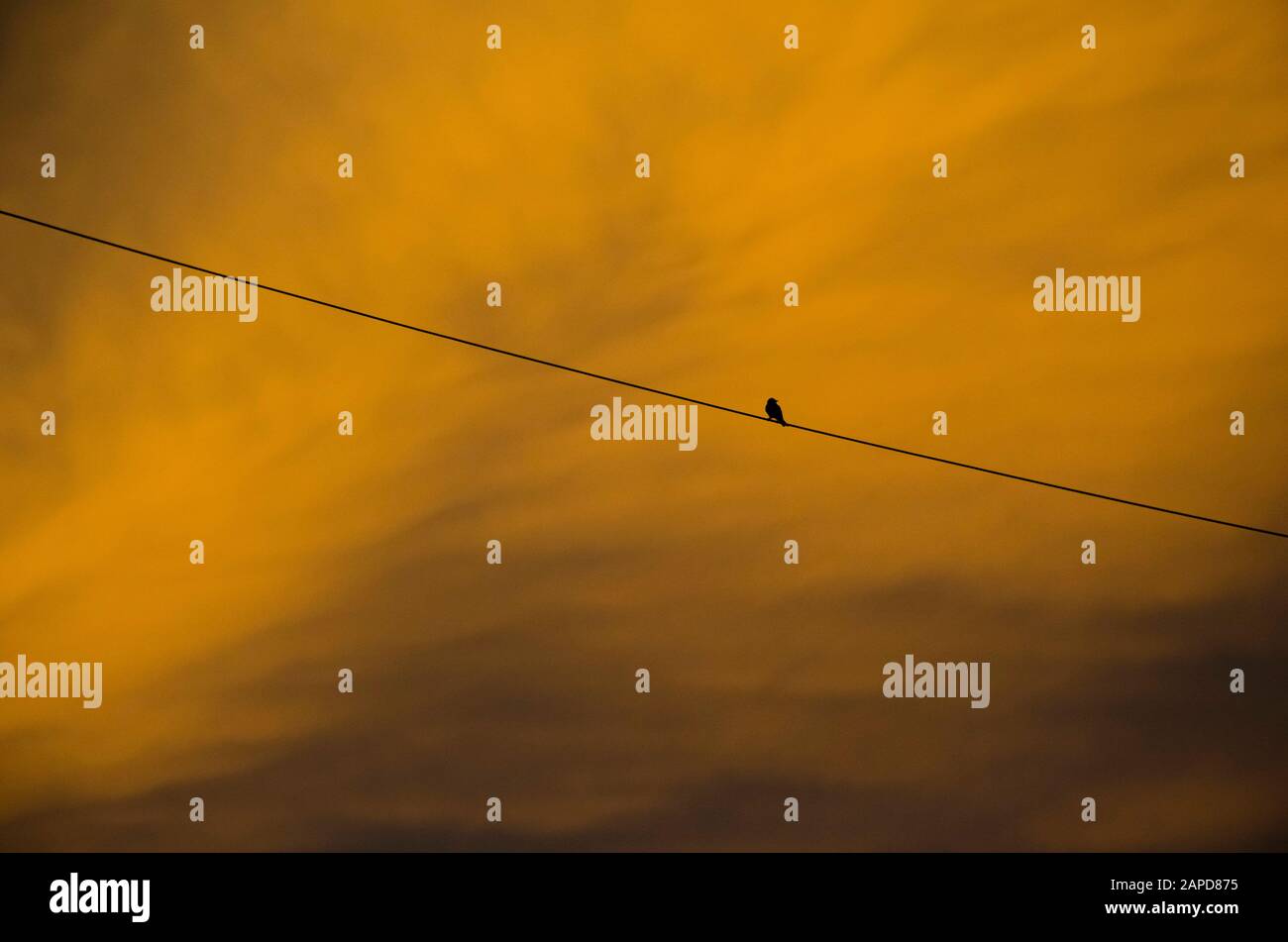 Bird in backlight, perched on a cable, at sunset, in Miramar, Argentina ...