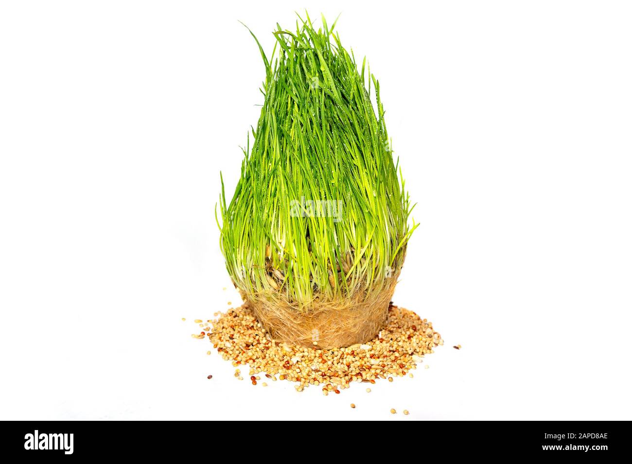 Freshly sprouted grass and seeds isolated on white background Stock ...