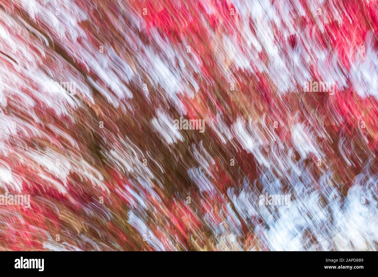 Abstract of a Spring Tree in Bloom. In-Camera Effect Stock Photo - Alamy