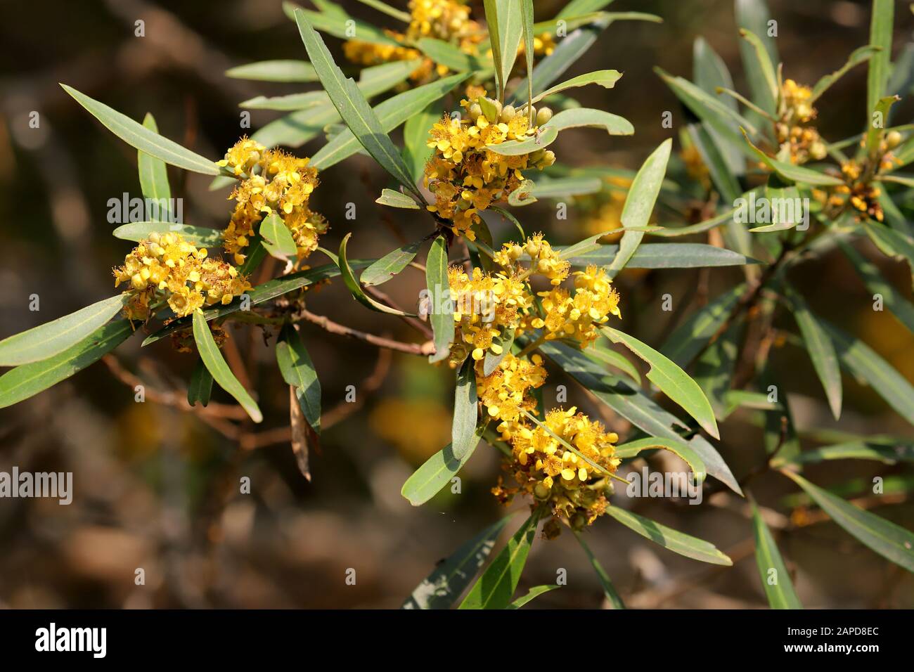 Gum plant hi-res stock photography and images - Alamy