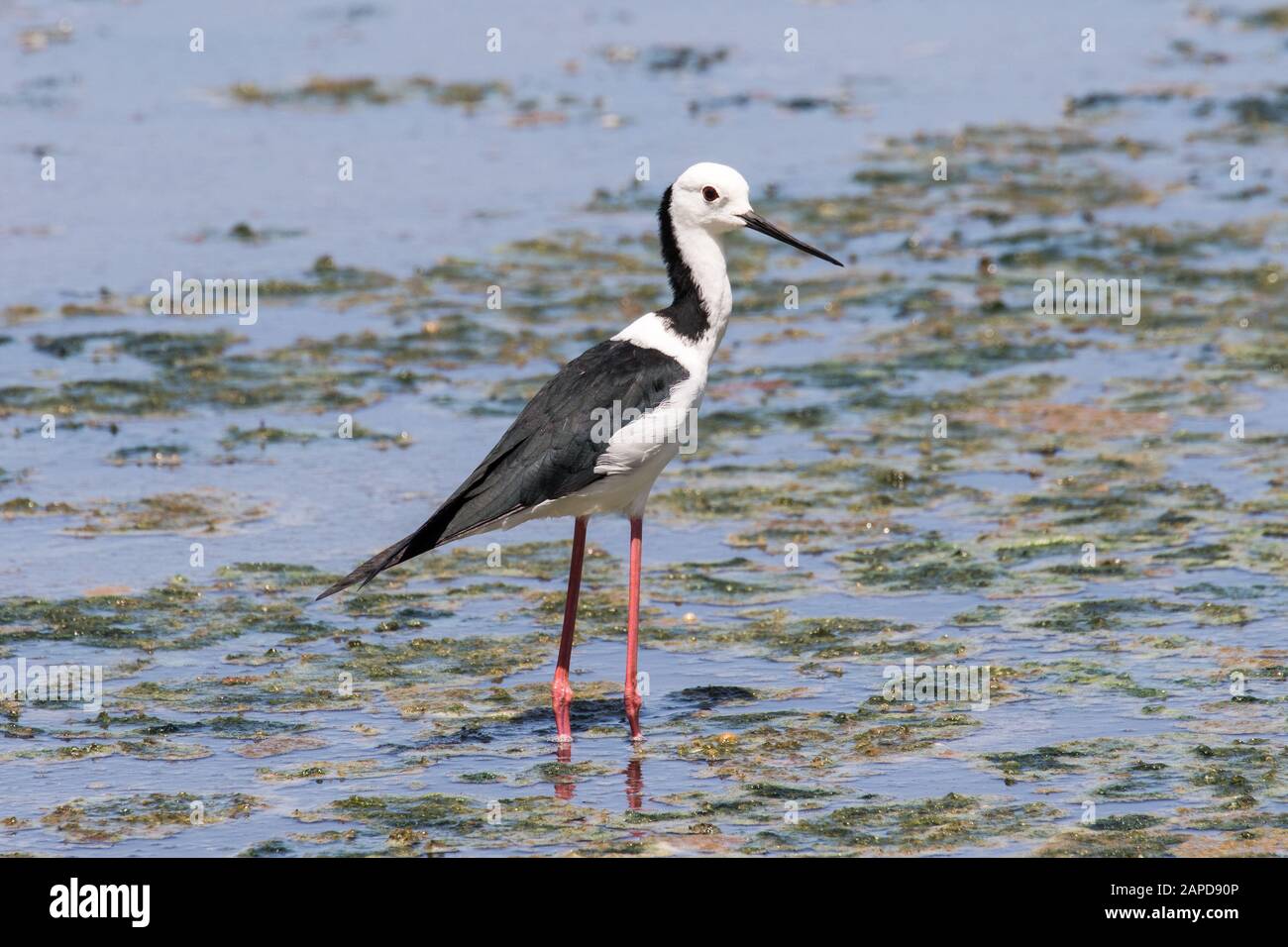 Pied Stilt wading in water in search of food Stock Photo - Alamy