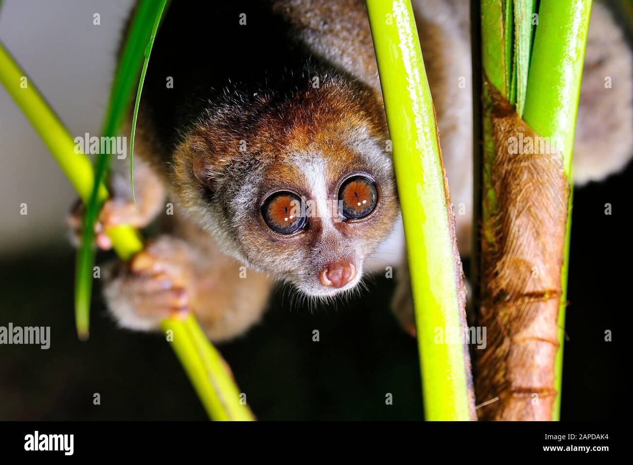 Slow Loris High Resolution Stock Photography and Images - Alamy