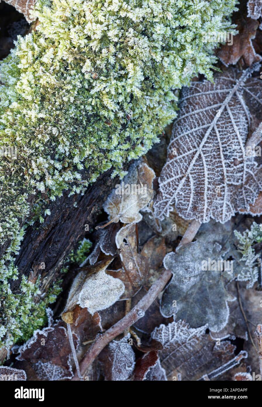 Frost blight hi-res stock photography and images - Alamy
