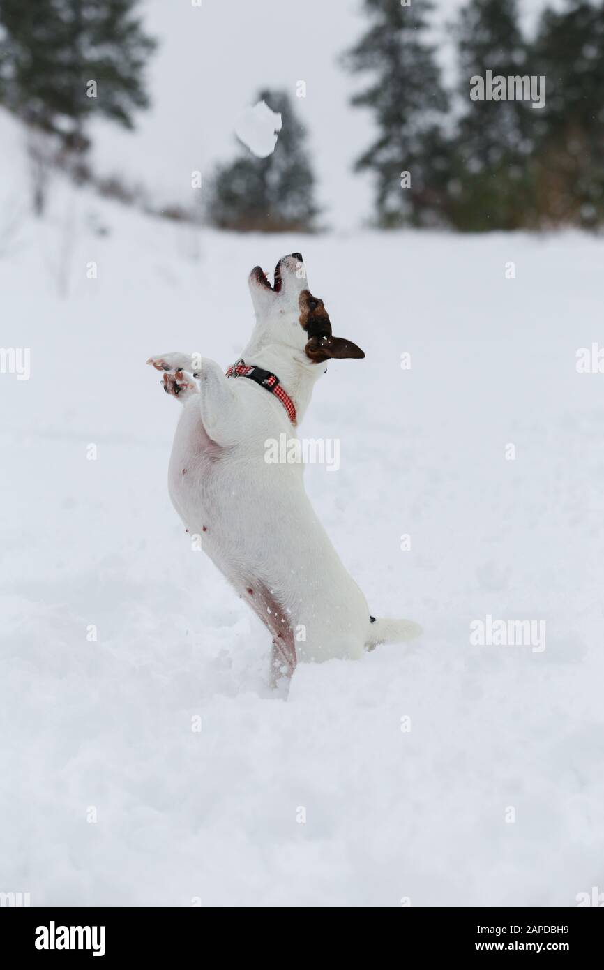 Terrier jumping ball hi-res stock photography and images - Alamy