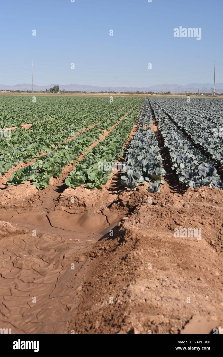 Cabbage patch hi-res stock photography and images - Alamy