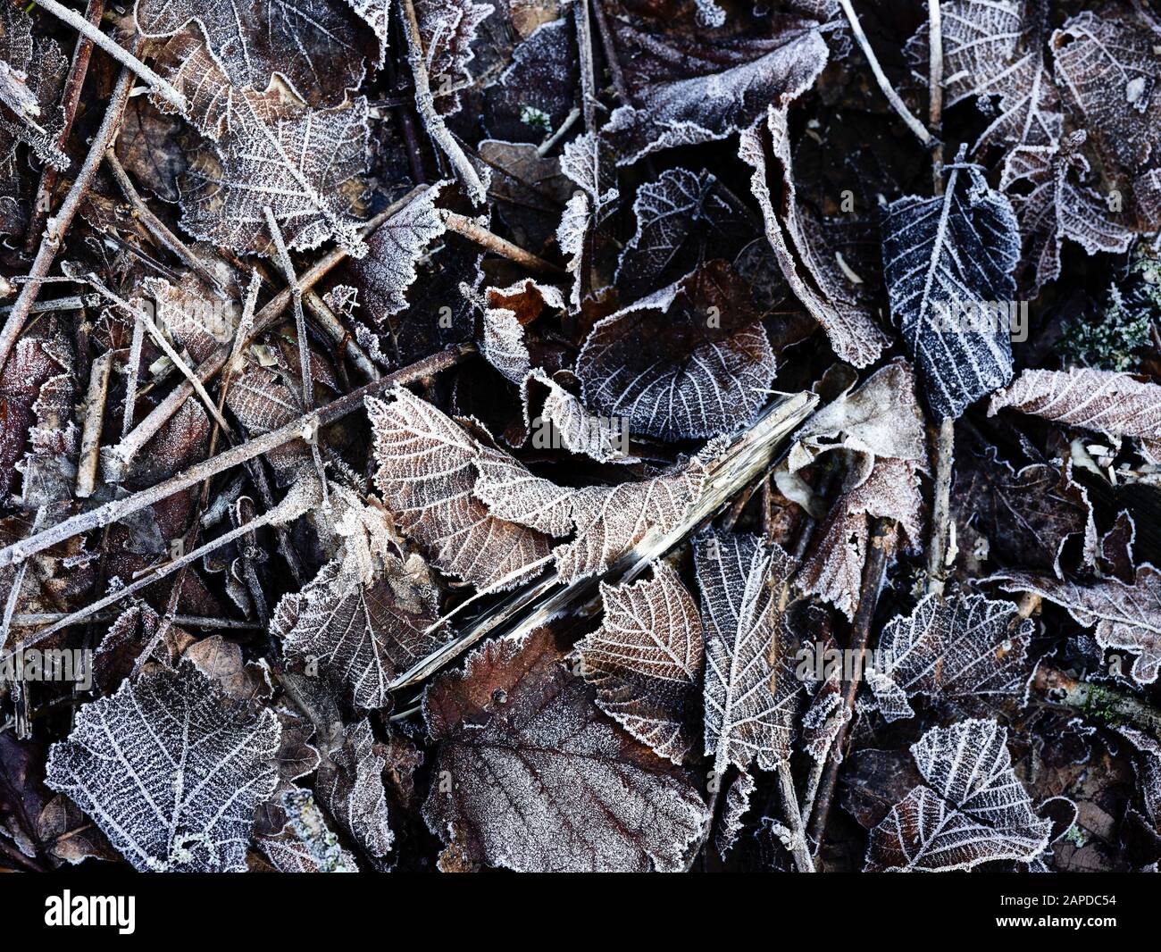 Frost blight hi-res stock photography and images - Alamy