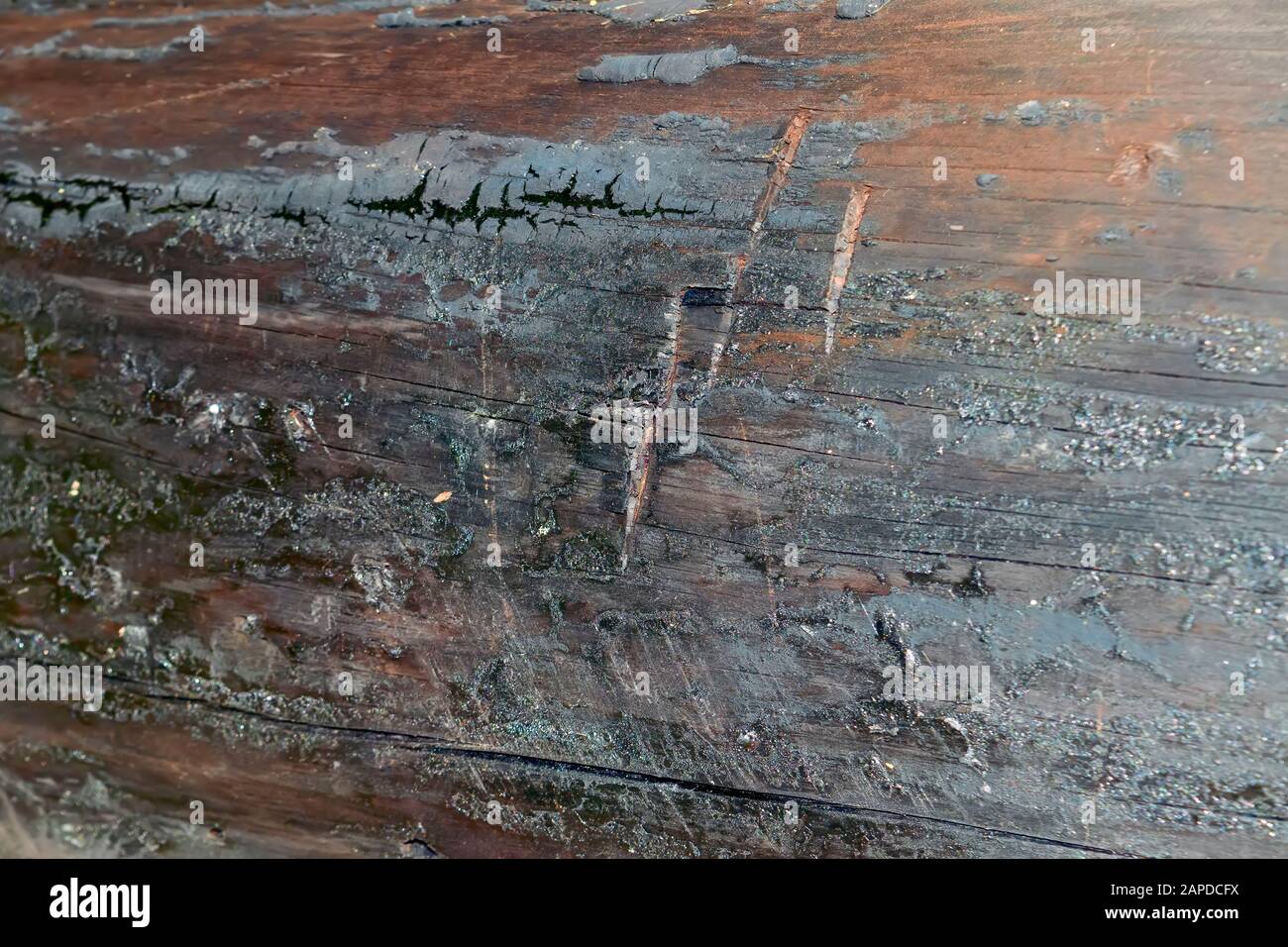 Old rotten tree trunk. The texture of an old rotten tree closeup Stock ...