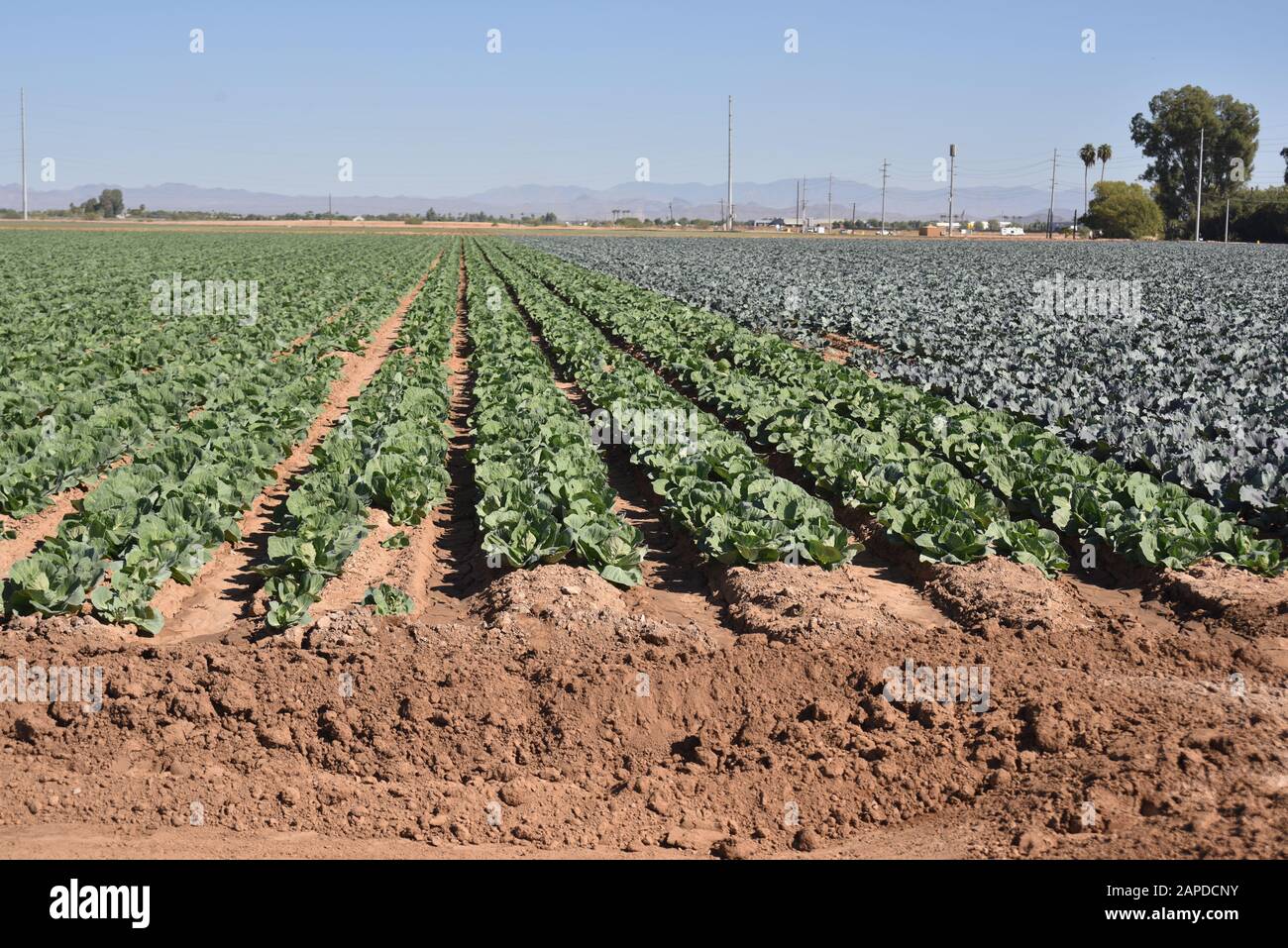 Arizona cabbage patch Stock Photo - Alamy