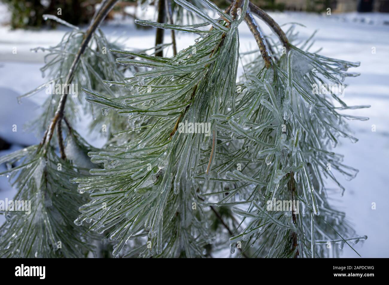 Frozen coniferous evergreen tree hi-res stock photography and images ...