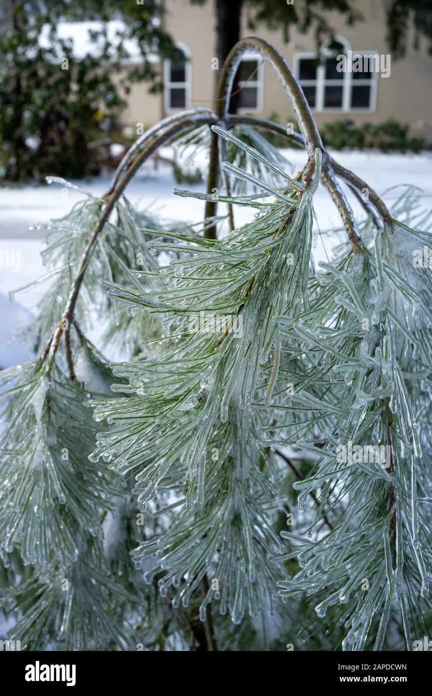 Frozen coniferous evergreen tree hi-res stock photography and images ...