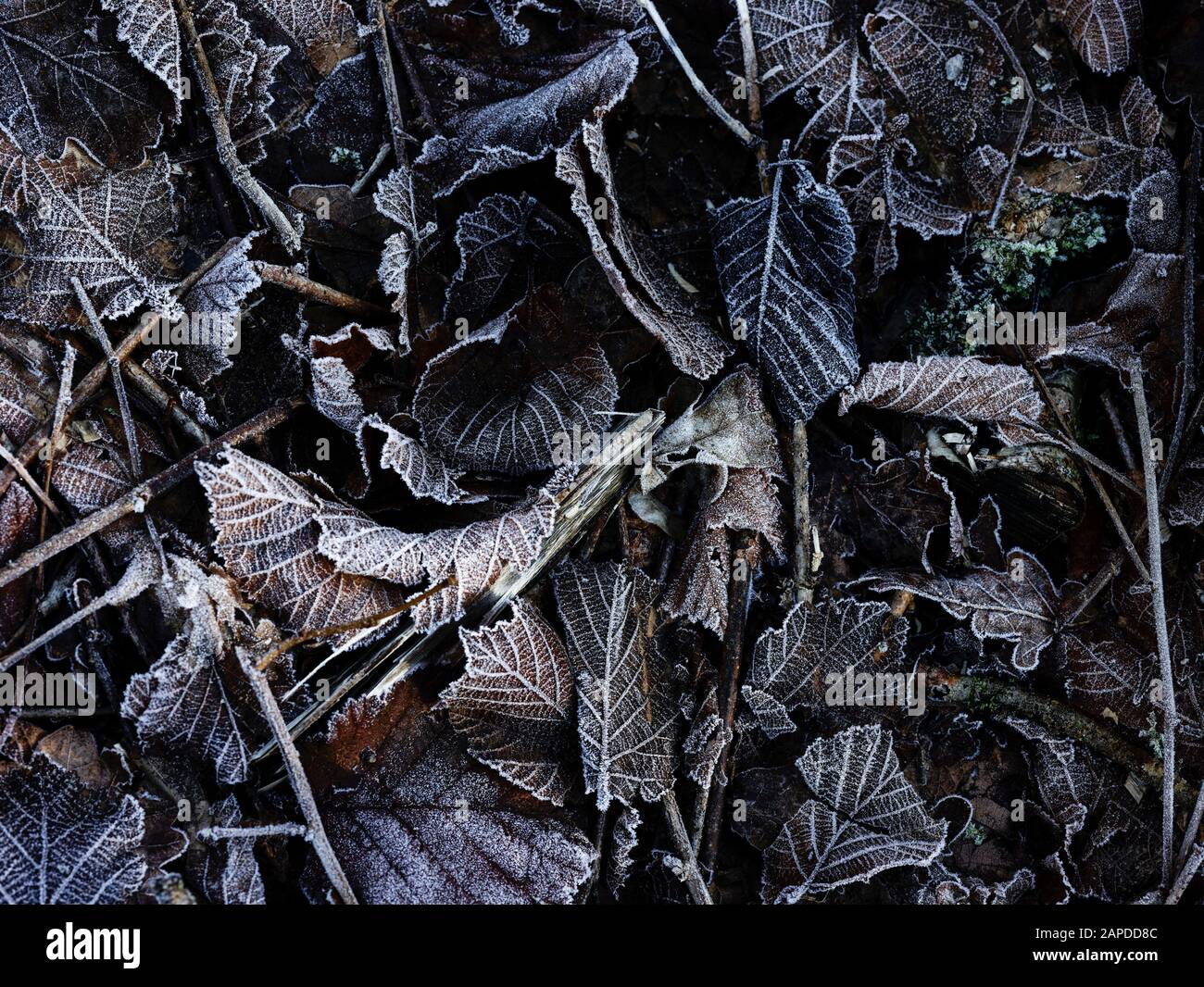 Frost blight hi-res stock photography and images - Alamy